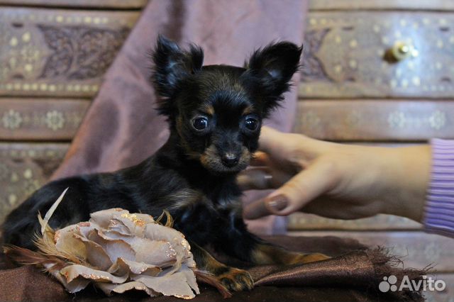 Чудо-мини-девочка