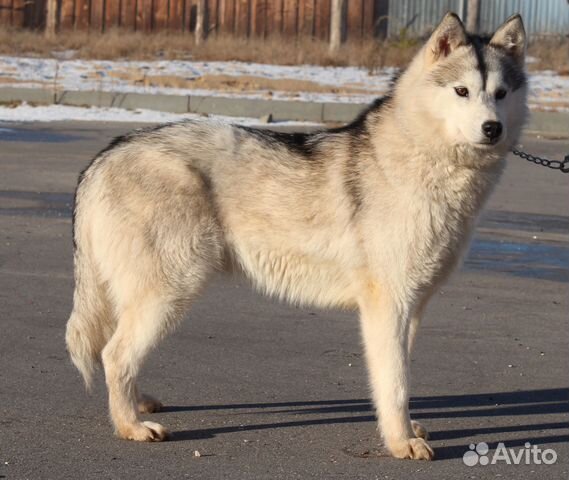 Хаски волчьего окраса девочка в добрые руки