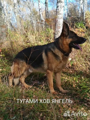 Щенки немецкой овчарки