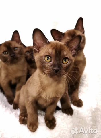 Бурманские соболиные котята