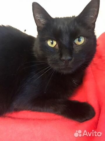 Грациозная Грейс)