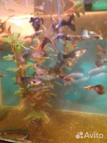 Аквариум с рыбками