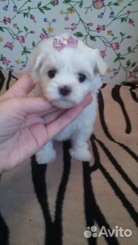 Мальтезе игрушечная девочка