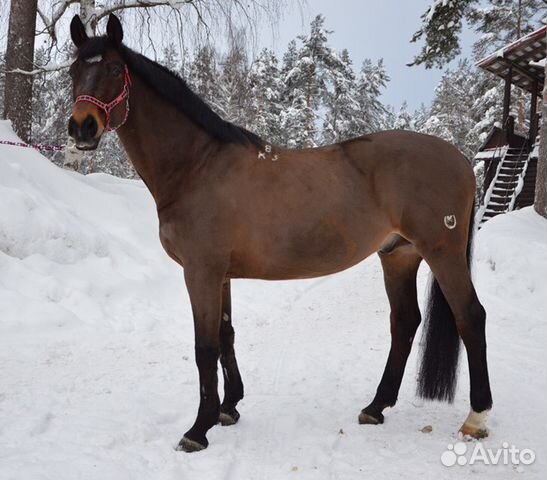 Тракененский мерин