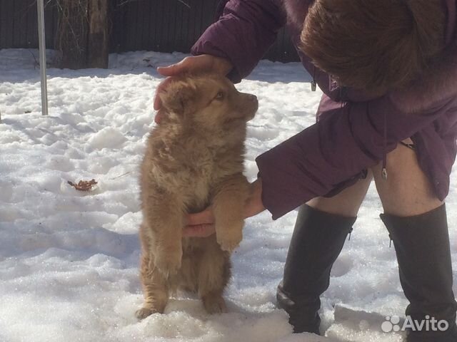 Продаю щенка