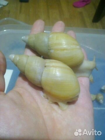 Achatina iredalei улитки