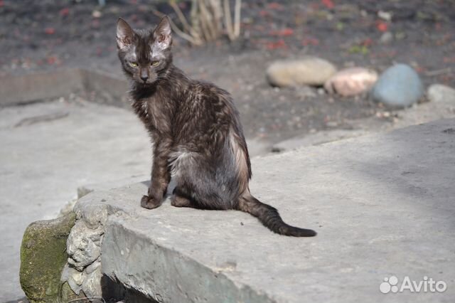 Милейший котенок в добрые руки