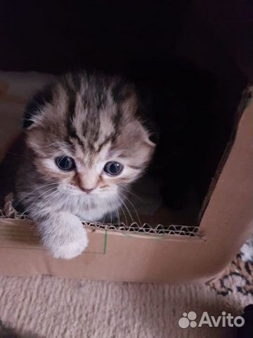 Продаю очаровательных котят