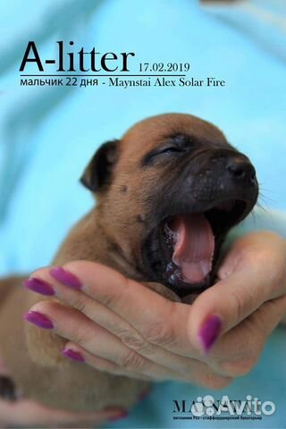 Яркий малыш Стаффордширский бультерьер