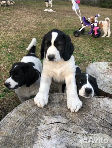 Щенки Алабая из Франции