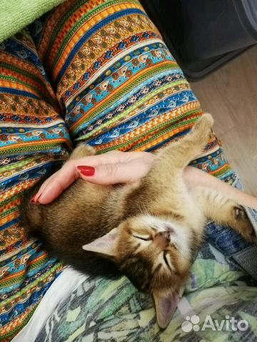 Абиссинская кошечка, котёнок