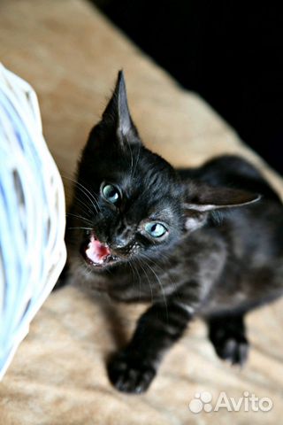 Маленькие черные пантеры