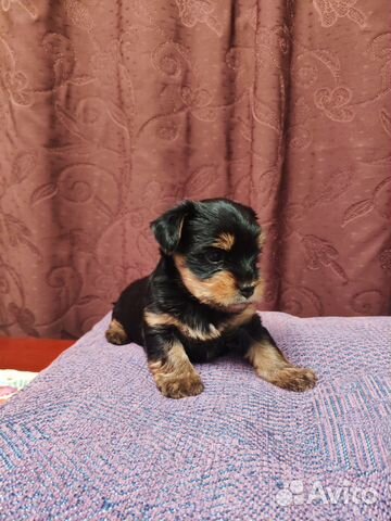 Очаровательные малыши ищут семью