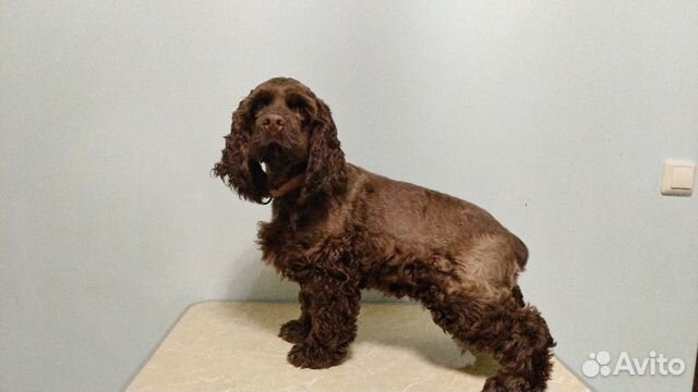 Кокер спаниель