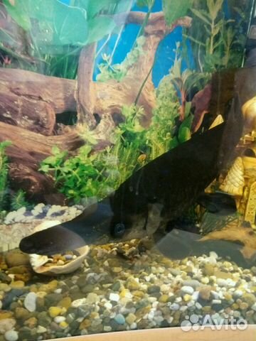 Щука панцирная