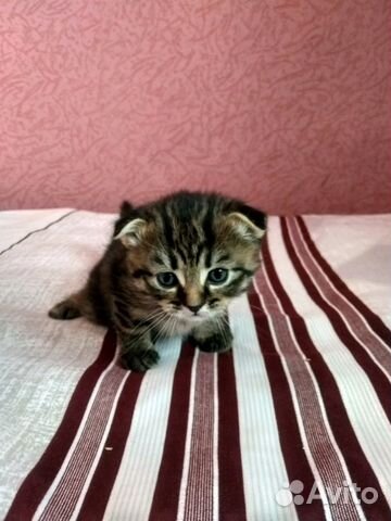 Котята