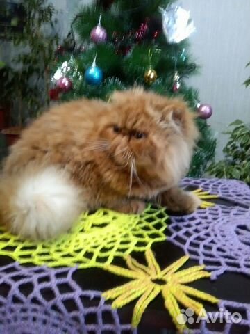 Продаются кот и кошка персы