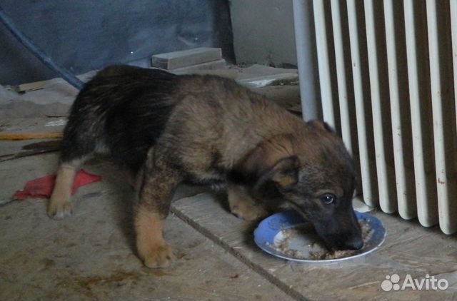 Щенки метисы - звонкие охранники