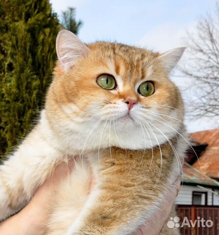 Вязка с золотым котом. Возможно за котёнка