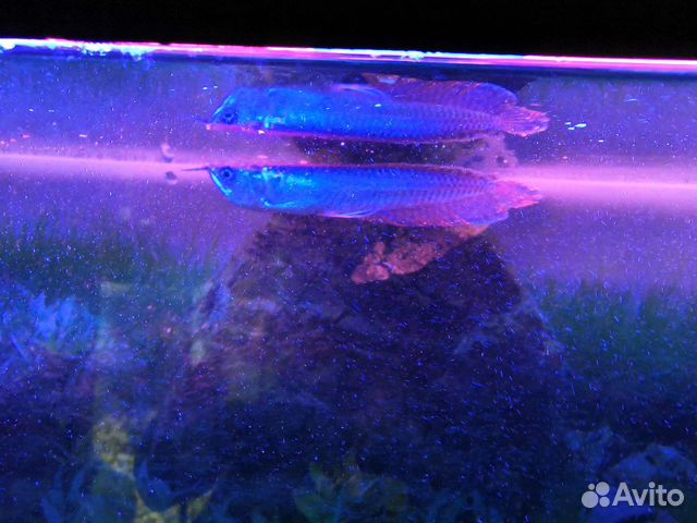 Арована, аквариум