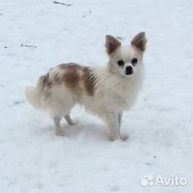 Мальчик чихуахуа