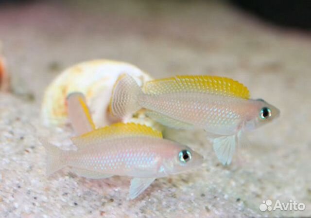 Лампрологус каудопунктатус и симилис