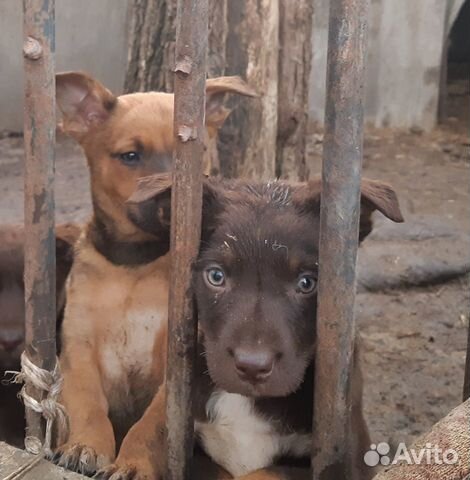 Австралийский келпи-пастушья собака