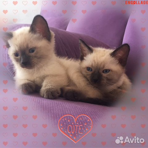 Тайские (Сиамские) котята