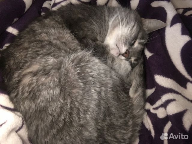 Передержка для кошки