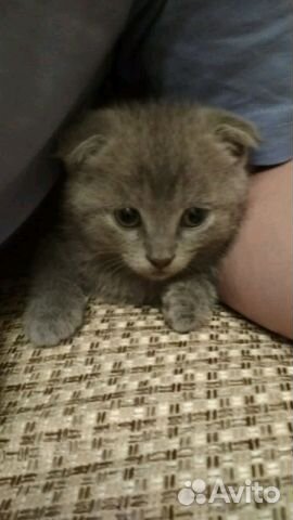 Шотландский котик