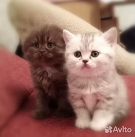 Продам шотландских котят