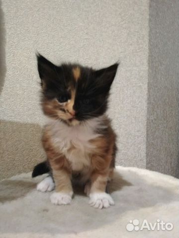 Подам котят Мейн Кун