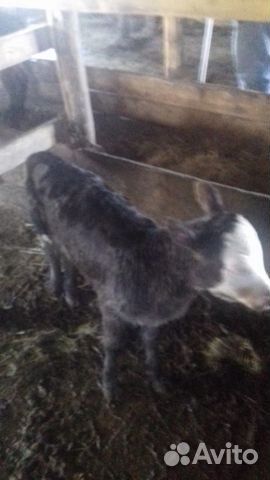 Продаются телята