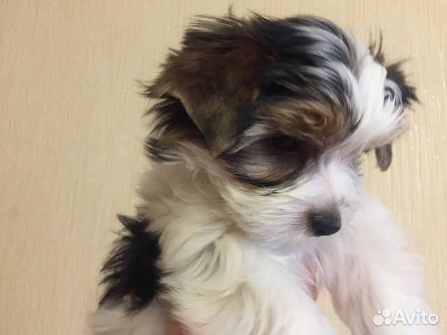 Щенок бивера