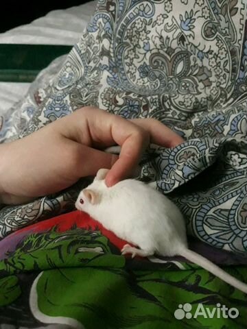 Белая мышка в добрые руки