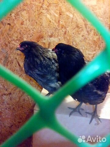 Куры несушки - 13 шт