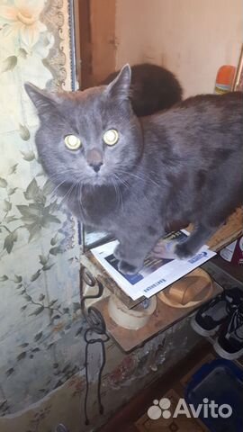 Британский кот в хорошие руки