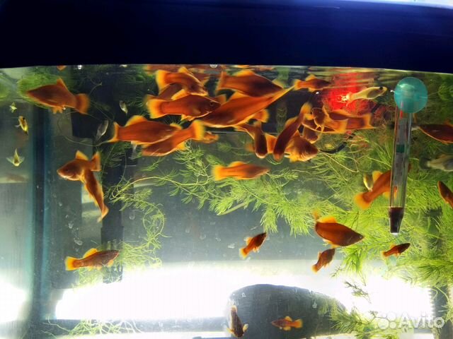 Меченосцы, пецилии, моллинезии, данио