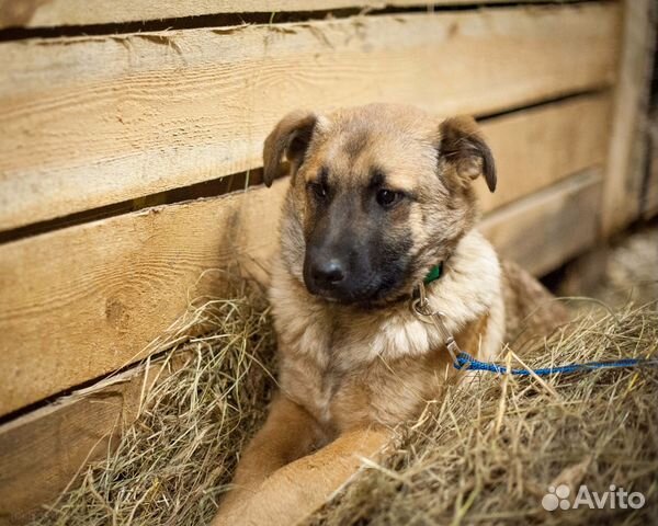 Щенок. Кобель. 4 месяца