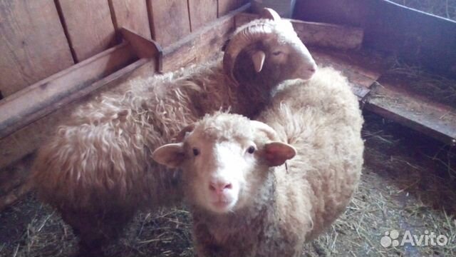 Баран на курбан, на акыйка и на мясо