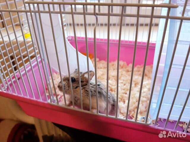 Хомяк джунгарский девочка с приданным