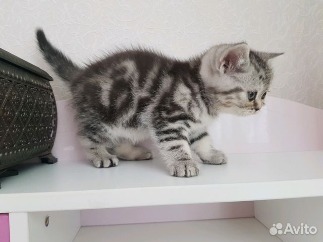 Шотландская милашка