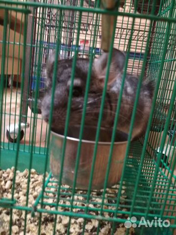 Продам шиншиллу