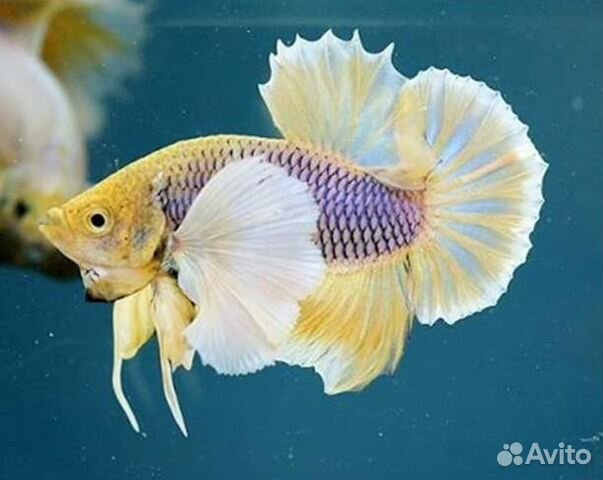 Петушок слоноухий-плакат