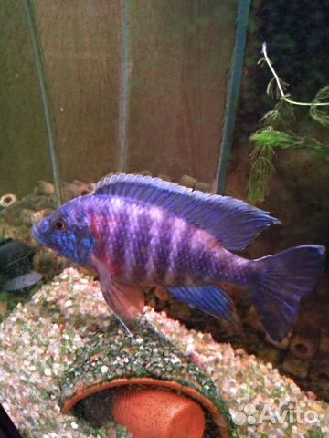 Аулунокара Ньяса самец, самка в подарок