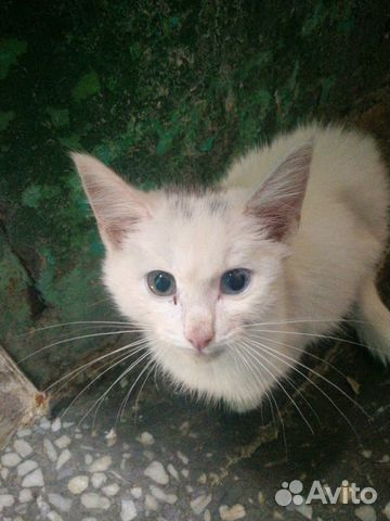 Котенок с гетерохромией глаз