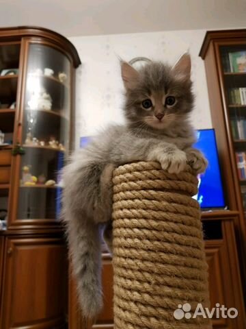 Племенные котята сибирской кошечки