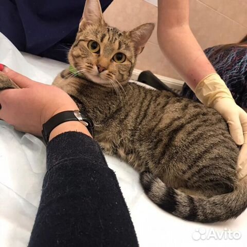 Отдам в добрые руки кошечку