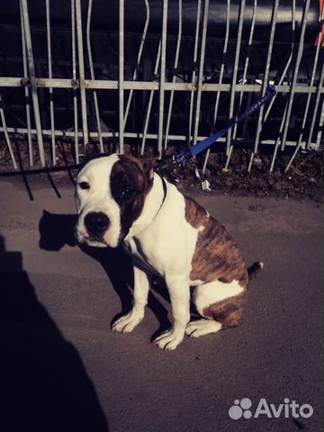 Продам кобеля 6м Купирован с документами