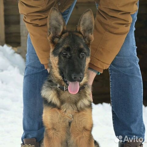 Немецкая овчарка